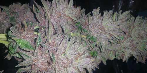 20 Popular Purple Cannabis Strains – The Chill Bud