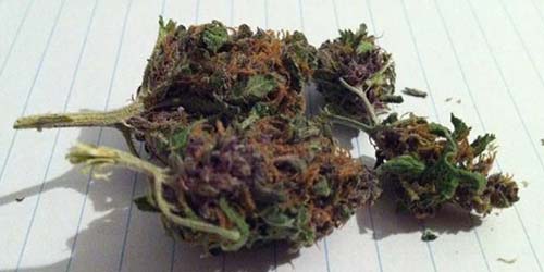 20 Popular Purple Cannabis Strains – The Chill Bud
