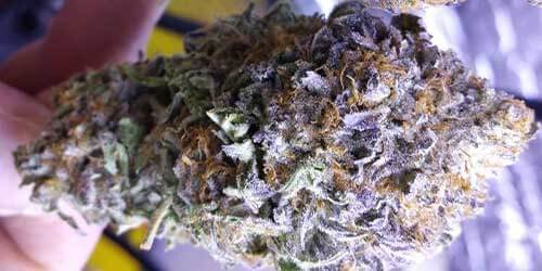 20 Popular Purple Cannabis Strains – The Chill Bud