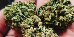 25 Best Wake and Bake Cannabis Strains – The Chill Bud