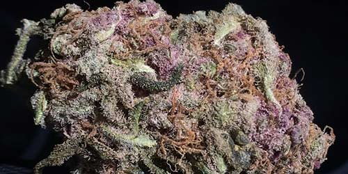 20 Popular Purple Cannabis Strains – The Chill Bud