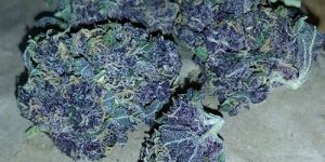 20 Popular Purple Cannabis Strains – The Chill Bud