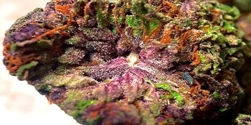 20 Popular Purple Cannabis Strains – The Chill Bud