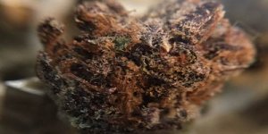 20 Popular Purple Cannabis Strains – The Chill Bud