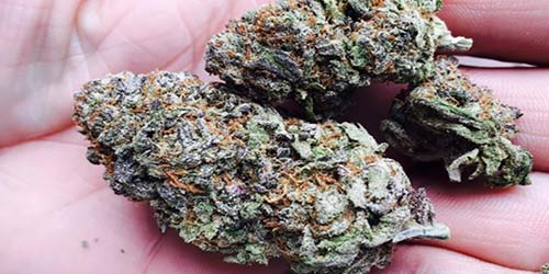 20 Popular Purple Cannabis Strains – The Chill Bud