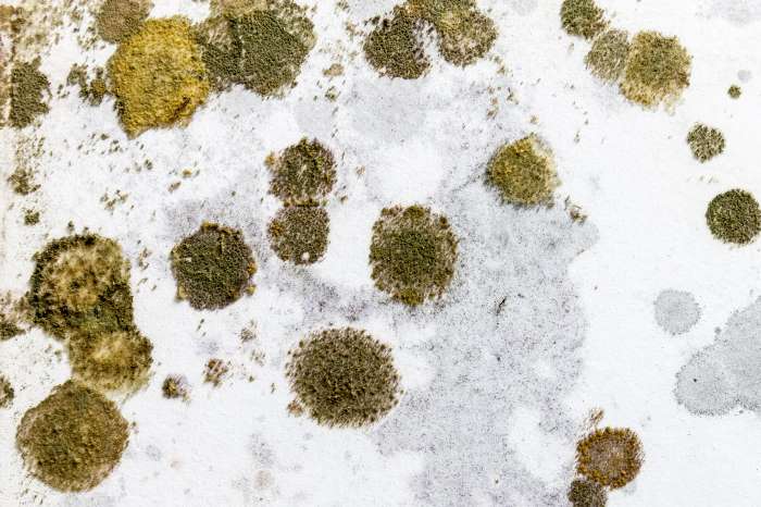 Can You Get Sick from Dirty Bong Water? – The Chill Bud